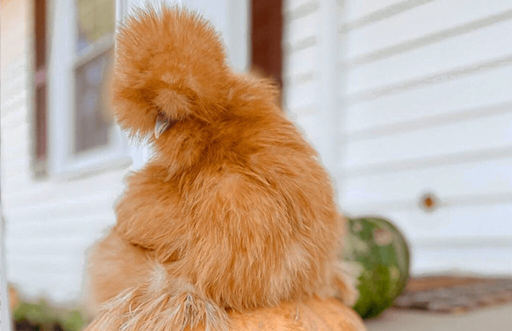 De Leukste Krielkippen - Kippen.be