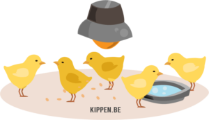 Kippen Houden: De Complete Gids - Kippen.be
