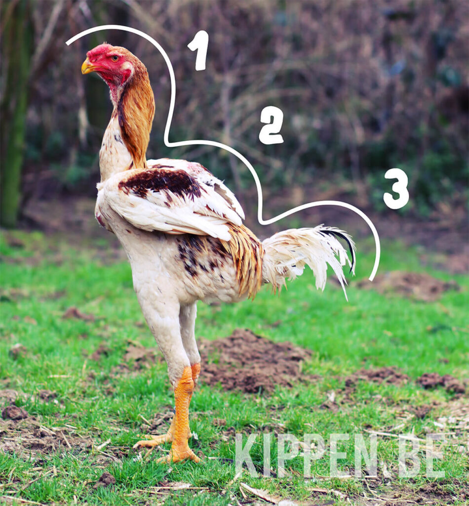 Maleier Kippen - Sierlijke Raptors in de Achtertuin - Kippen.be