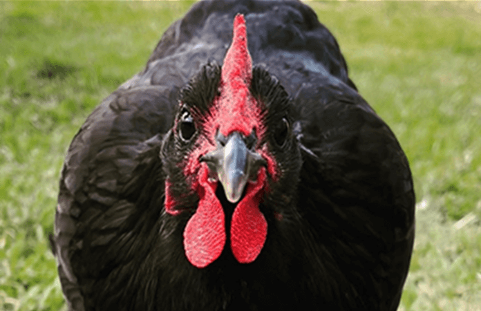 Beste Legkippen: Welke Kippen Leggen De Meeste Eieren? - Kippen.be