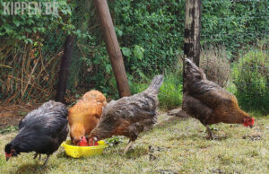 Kip Ontwormen: Alles Over Wormen Bij Kippen - Kippen.be