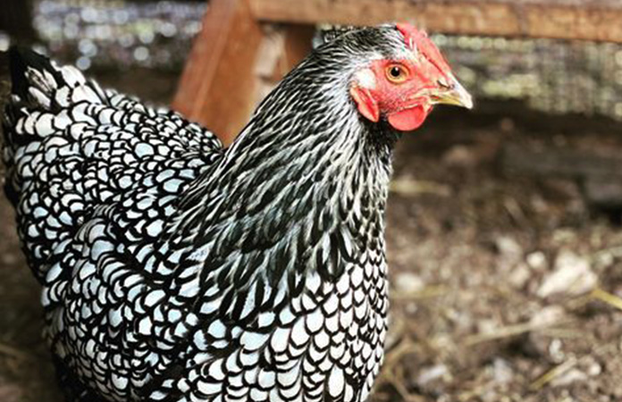 Wyandotte Kip: Temperament, Uiterlijk, Eieren - Kippen.be