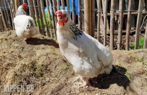 Legnood Bij Kippen: Symptomen en Behandeling - Kippen.be