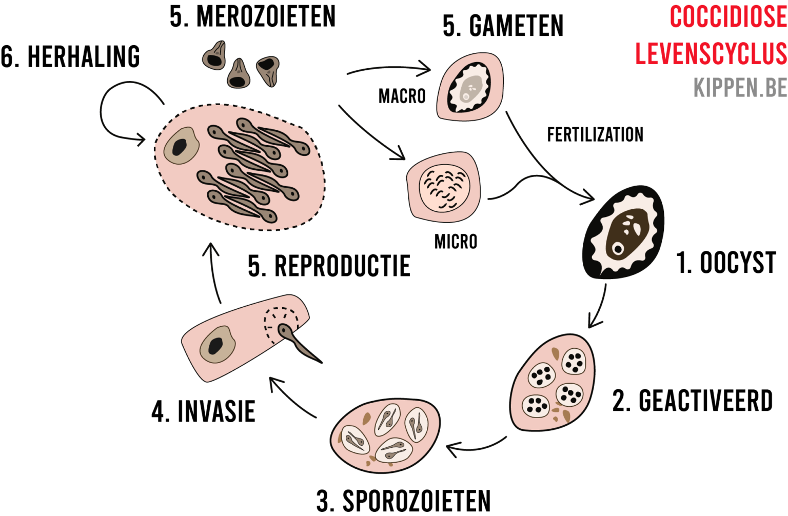 Coccidiose bij Kippen: Symptomen, Ontwikkeling & Behandeling - Kippen.be