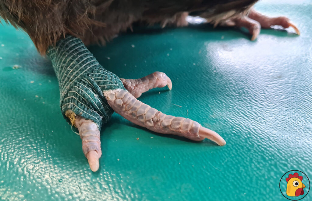 Bumblefoot Bij Kippen: Symptomen en Behandeling - Kippen.be