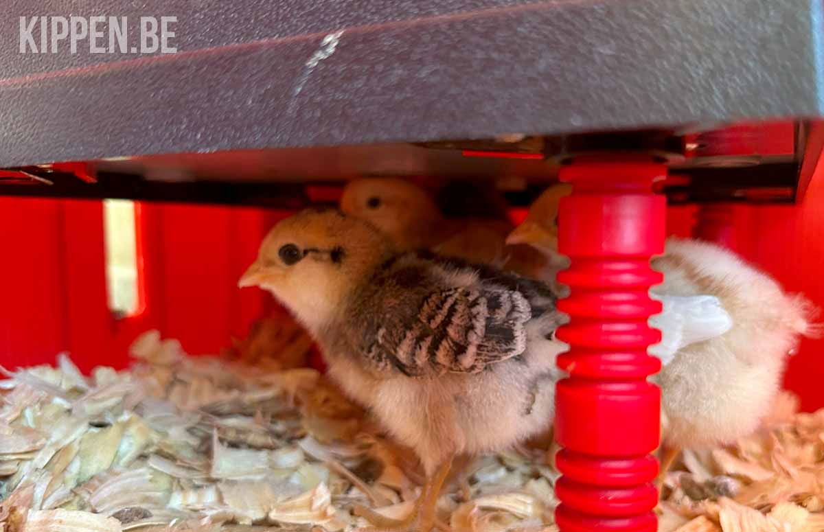 Spreidpoten Bij Kuikens: Oorzaken En Behandeling - Kippen.be