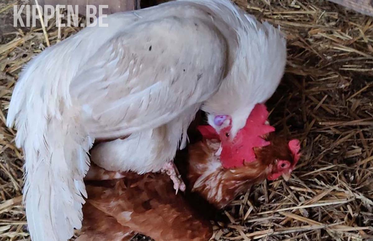 Hoe Paren Kippen? (Met Foto's En Video's) - Kippen.be