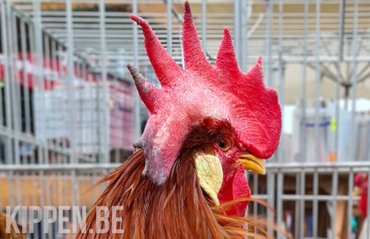 Redenen Waarom Je Kip Veren Verliest - Kippen.be