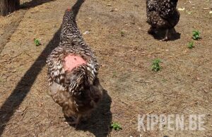 Redenen Waarom Je Kip Veren Verliest - Kippen.be