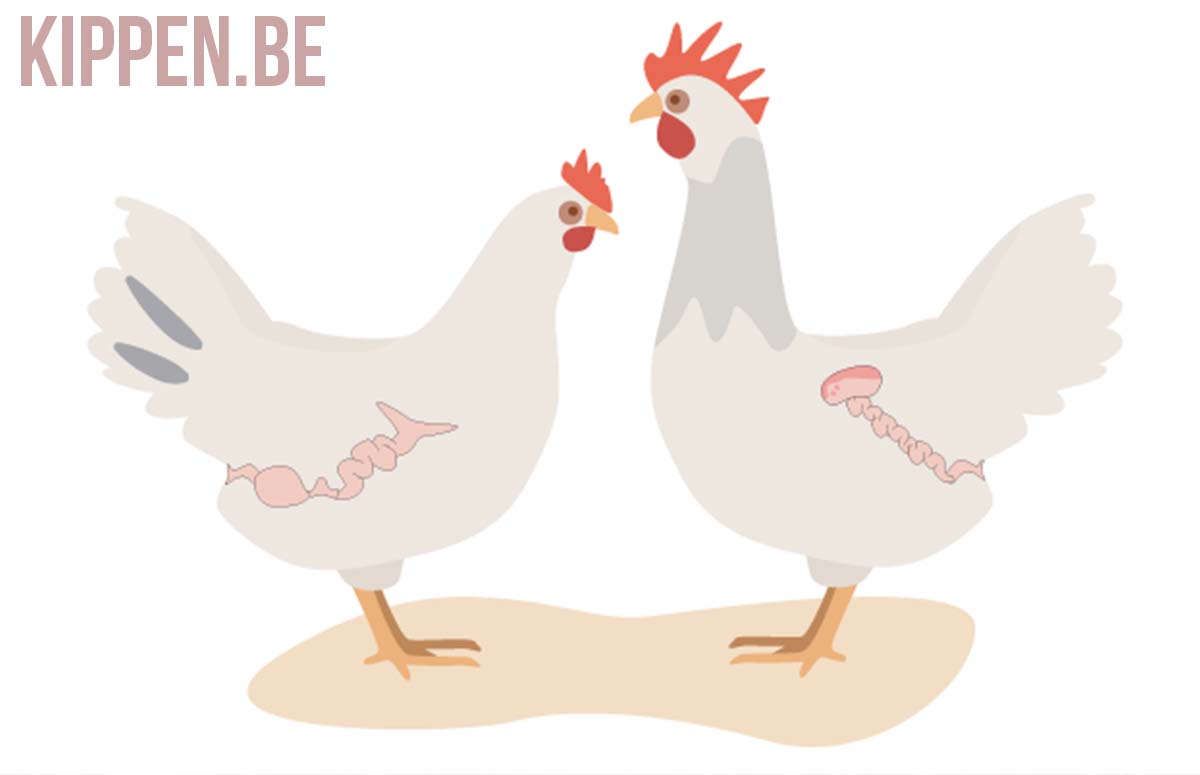 Hoe Paren Kippen? (Met Foto's En Video's) - Kippen.be