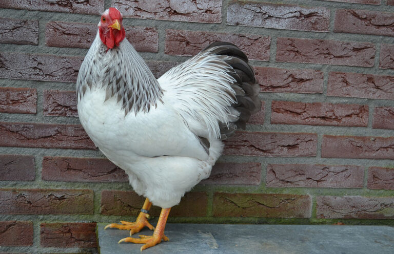 Wyandotte Kippen: Alles Wat Je Moet Weten - Kippen.be