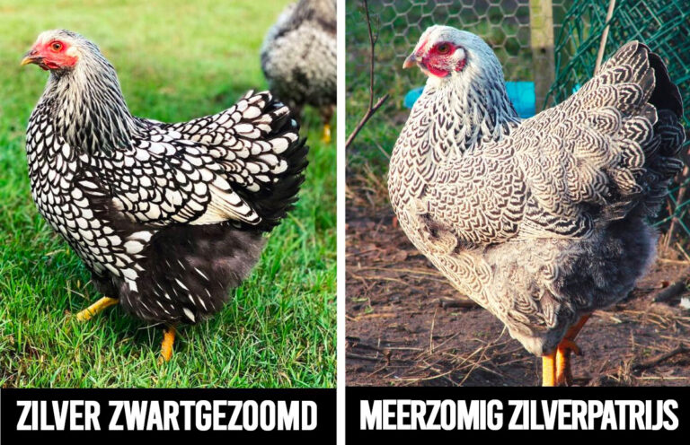 Wyandotte Kippen: Alles Wat Je Moet Weten - Kippen.be
