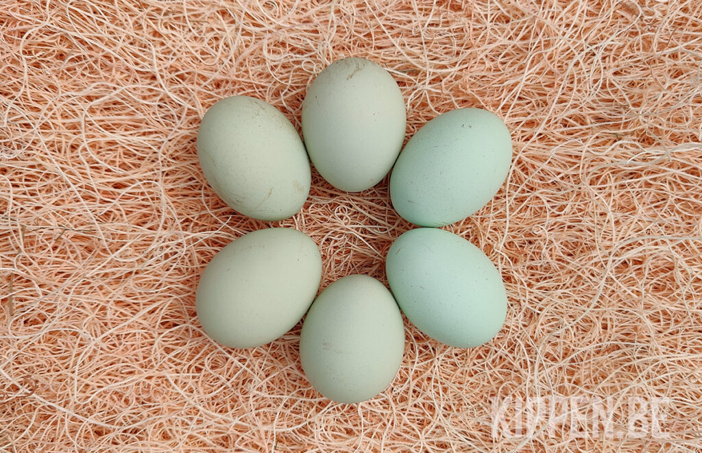 Cream Legbar: De Pastelkleurige Eierlegger - Kippen.be