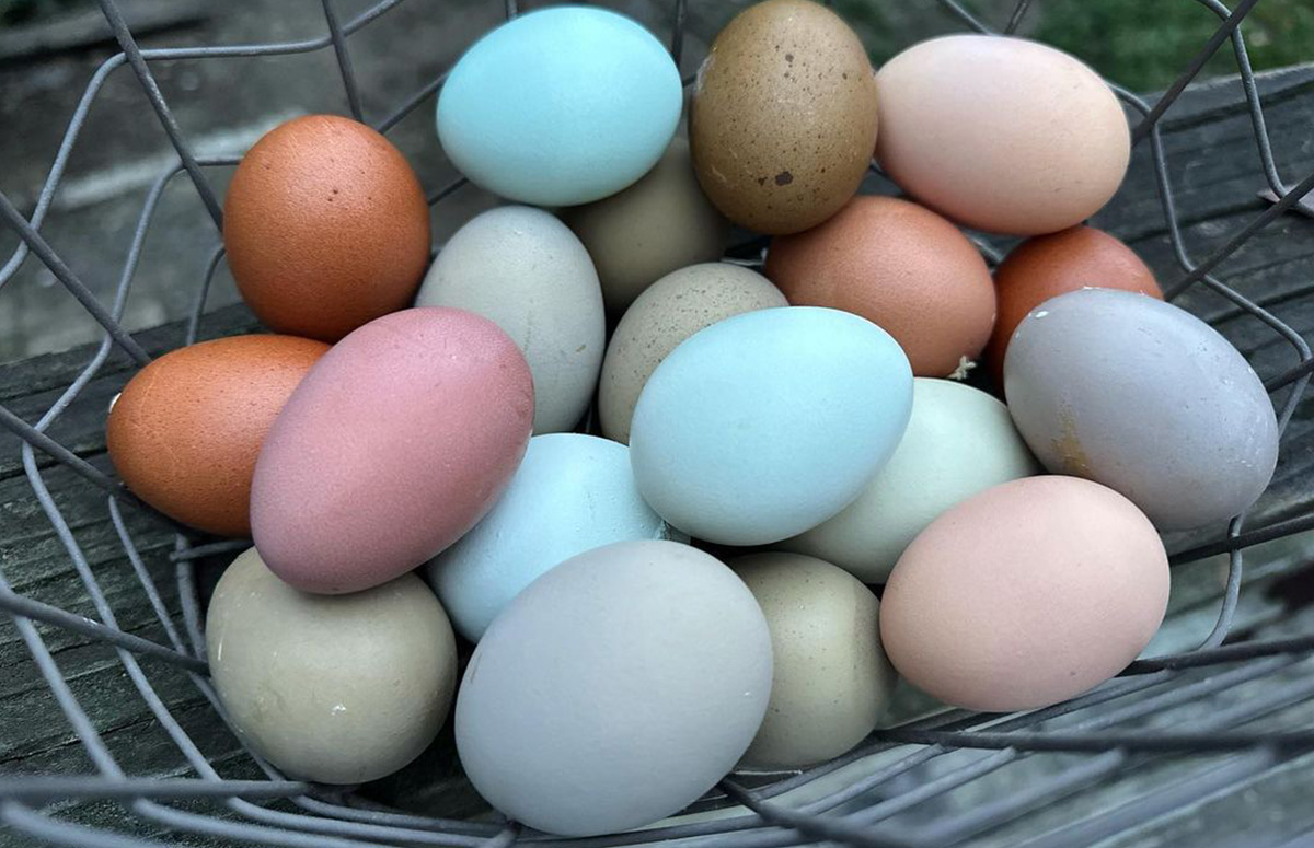 Groenlegger: De Kip Die Olijfkleurige Eieren Legt - Kippen.be