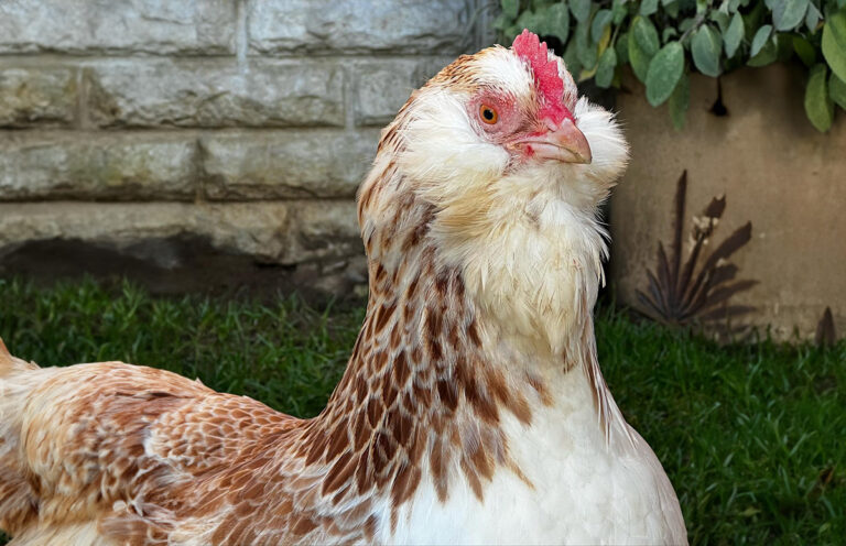 De Meest Kindvriendelijke Kippenrassen (Met Foto's) - Kippen.be