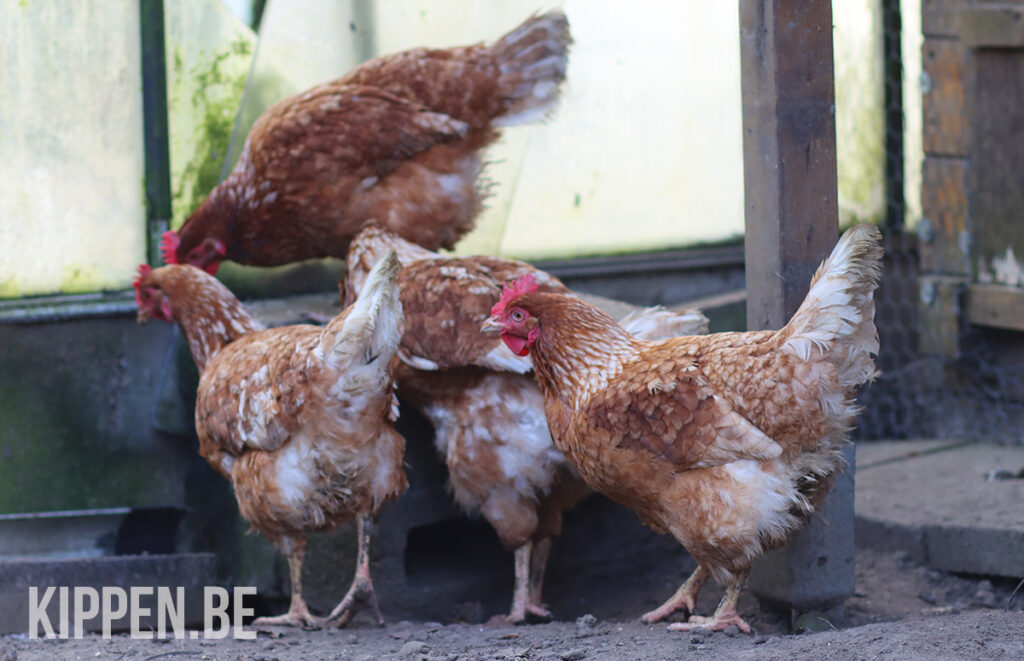 Beste Legkippen: Welke Kippen Leggen De Meeste Eieren? - Kippen.be