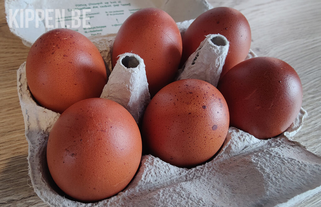 Marans Kip: Chocolade-Kleurige Eieren En Meer - Kippen.be
