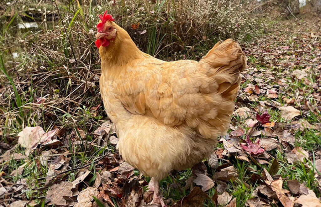 De Meest Kindvriendelijke Kippenrassen (Met Foto's) - Kippen.be