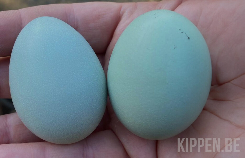 Araucana Kippen: Alles Over De Blauwe Eierlegger - Kippen.be