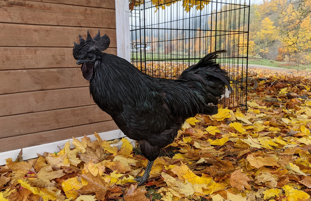 Ayam Cemani: Alles Over Deze Pikzwarte Kip - Kippen.be