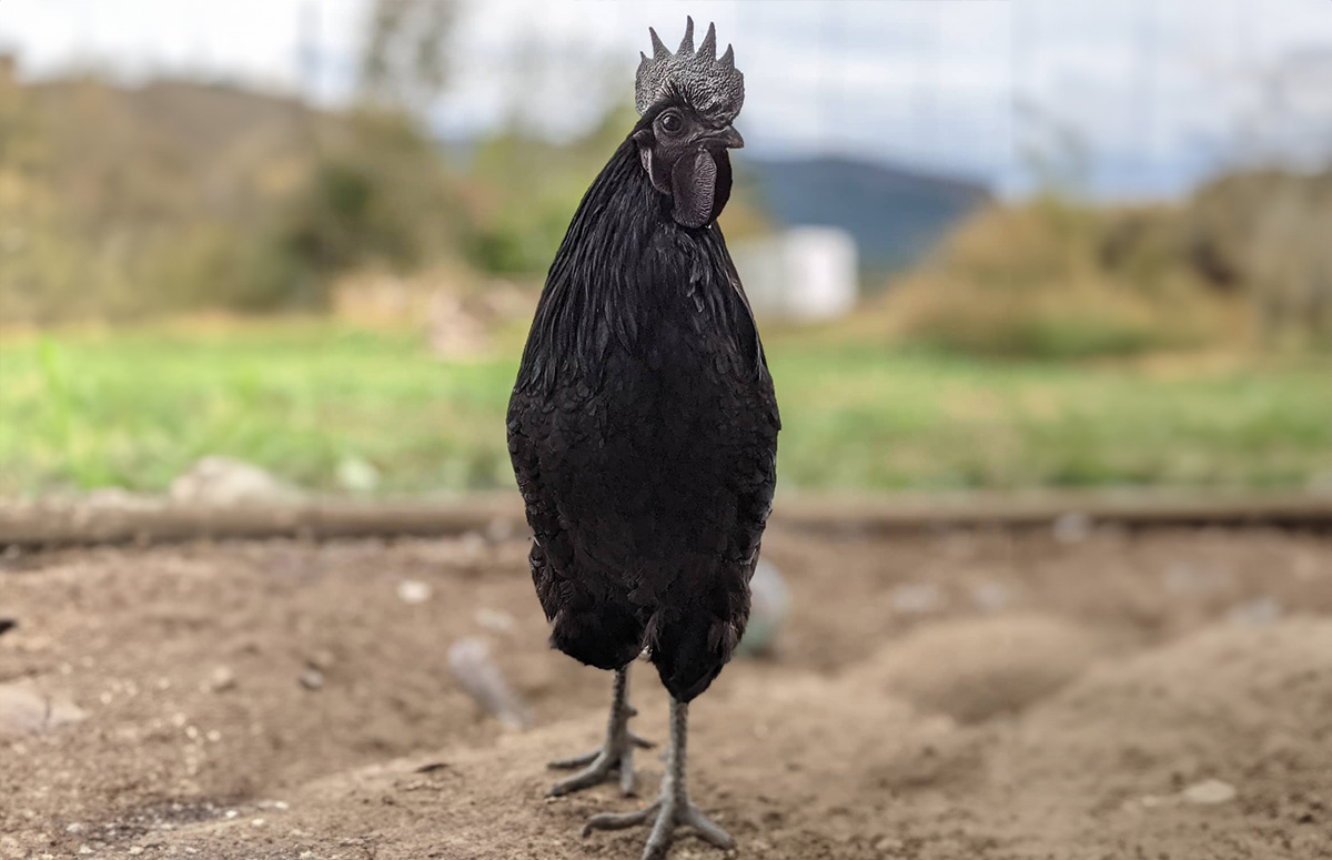 Hoeveel Kost Een Kip? - Kippen.be