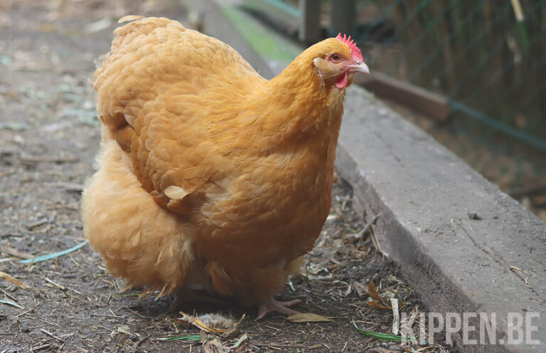 De Meest Kindvriendelijke Kippenrassen (Met Foto's) - Kippen.be
