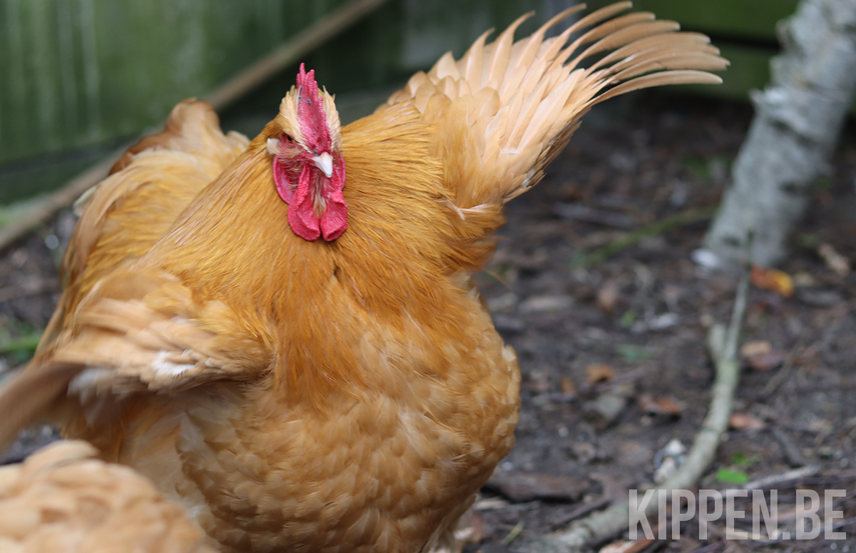 Kunnen Kippen Vliegen? (Zo ja, Hoe Hoog?) - Kippen.be
