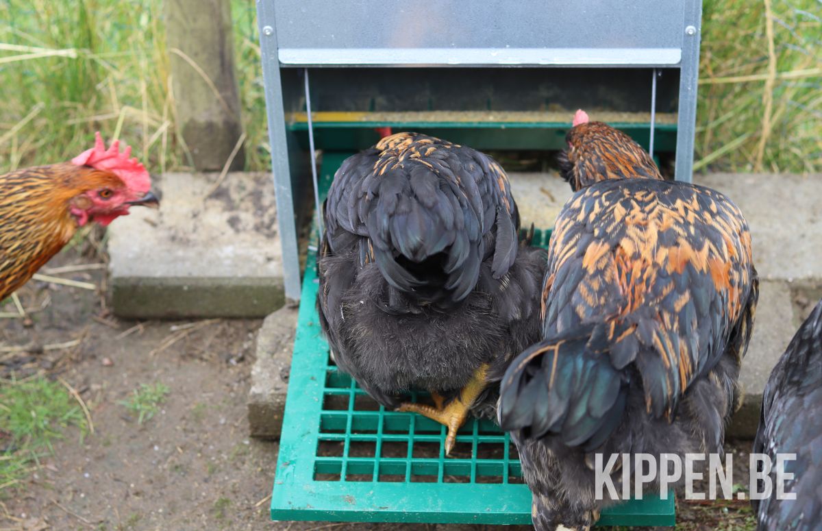 Feed-O-Matic Automatische Trapvoederbak: Review (2025) - Kippen.be