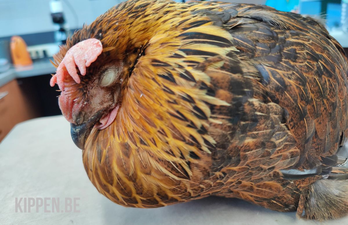 Vogelgriep: Hoe Bescherm ik Mijn Kippen? - Kippen.be