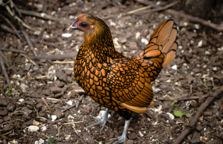 Sebright Kippen: Sierlijk En Elegant - Kippen.be