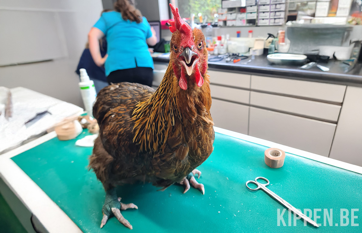 Hoeveel Kost het om Kippen te Houden? - Kippen.be