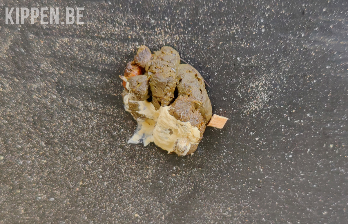 Witte Ontlasting Bij Kippen: Wat Is Het? - Kippen.be