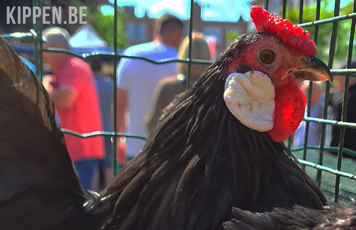 De Leukste Krielkippen - Kippen.be