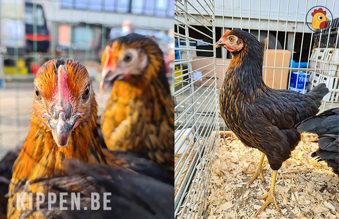 Zwarte Legkip (Harco) - Kippen.be